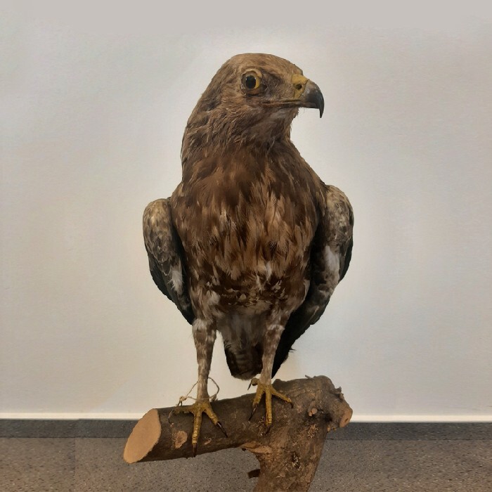 Orel křiklavý :: Muzeum Velké Meziříčí